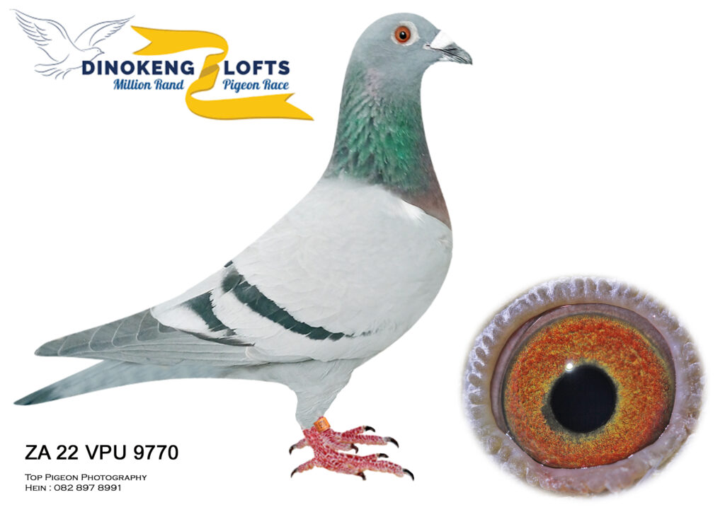 Lot 81 DINOKENG LOFTS AUCTION 2-OOA & RVVA-ZA VPU 22 9770 “RECHE” -THIS IS A VERY CLOSE NIECE TO ...