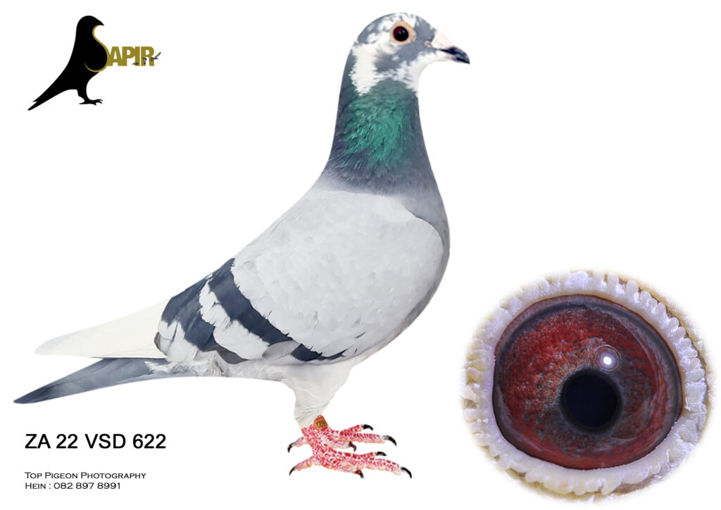 Lot 94 SAPIR AUCTION 1-LEOCRON-JOHAN & WERNER-ZA 22 VSD 622 BBPD – 7TH FINAL RACE——SIRE: SRF 19 ...