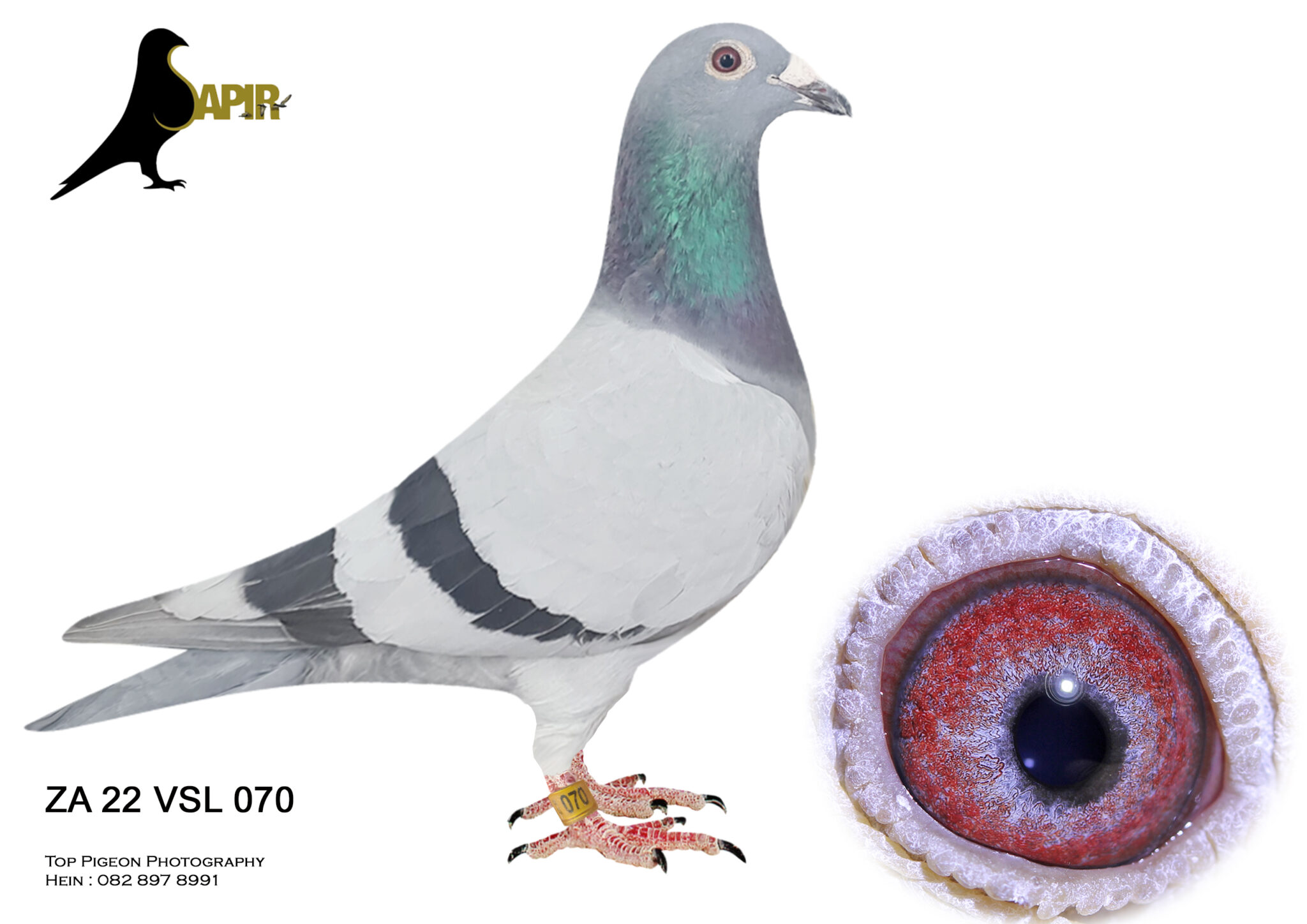 Lot 81 SAPIR AUCTION 1-VAN SCHOOR 1-ZA 22 VSL 070 BBAR – SIRE: 481 ZA KRPS 22 “WICKUS” Colou BB ...