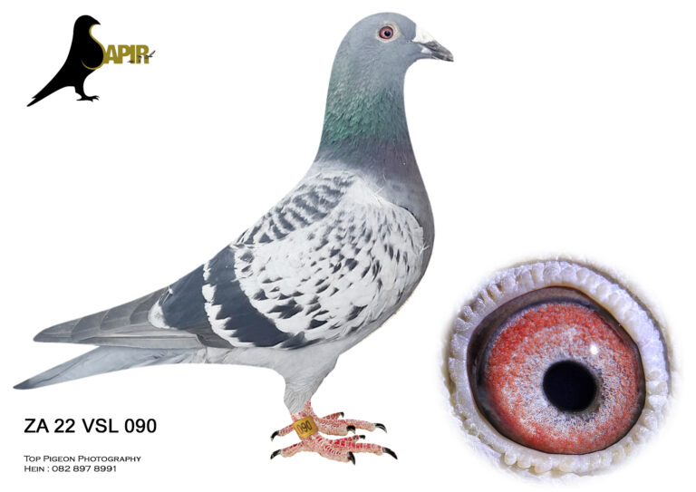 Lot 92 SAPIR AUCTION 1-INTERSURE(BRED BY VAN SCHOOR LOFTS)-ZA 22 VSL 090 CHECK – SIRE: 0644 ZA ...