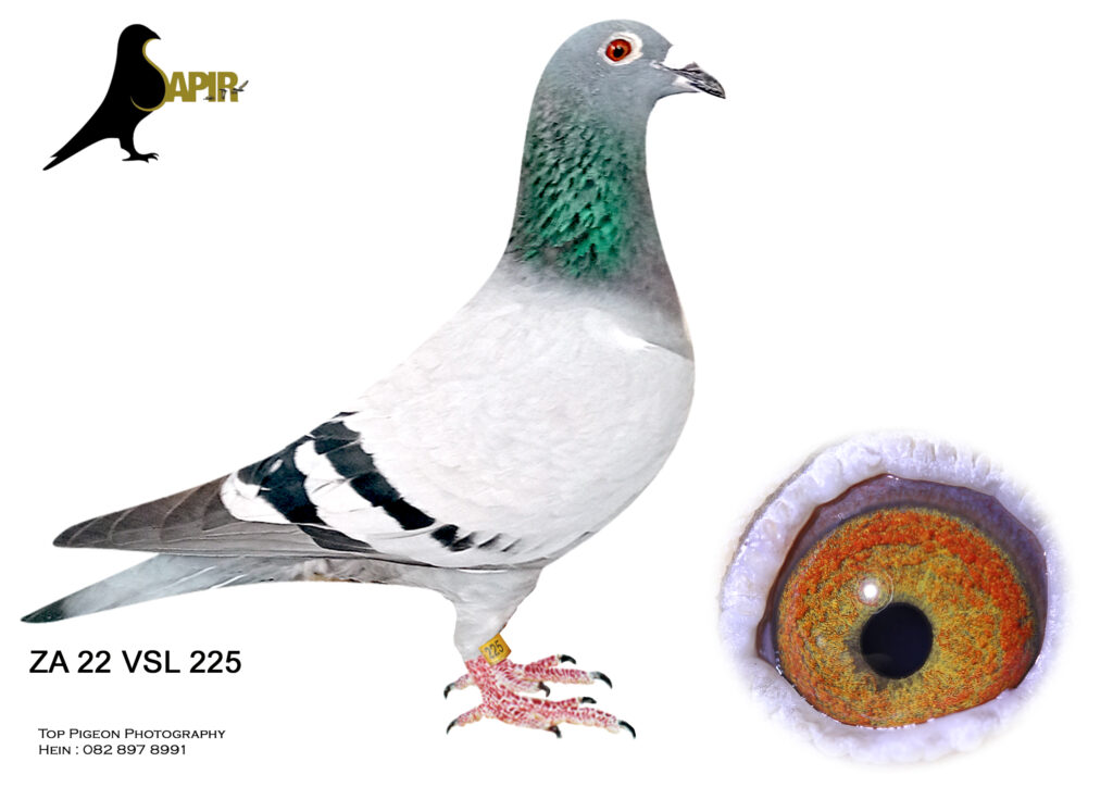 Lot 86 SAPIR AUCTION 1-VAN SCHOOR 1-ZA 22 VSL 225 BBAR – SIRE: 171 ZA VSL 21 “VIRSEKER” Colou BB ...