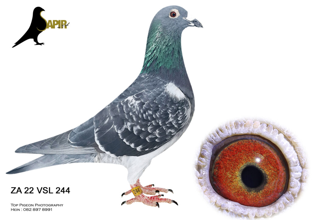 Lot 83 SAPIR AUCTION 1-INTERSURE & ALGOA(BRED BY VAN SCHOOR LOFTS)-ZA 22 VSL 244 CHECK – 10TH ...