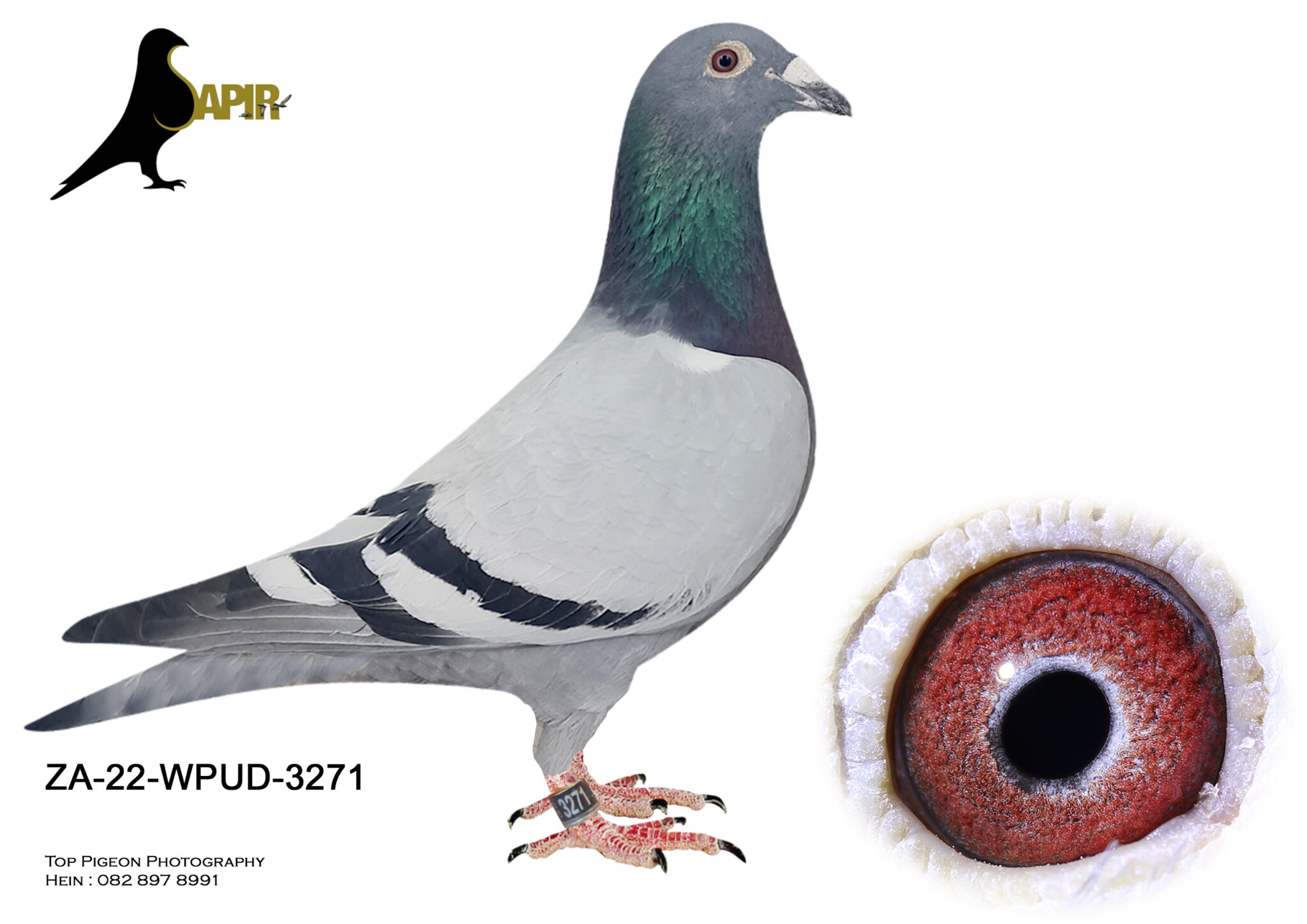 Lot 42 SAPIR AUCTION 1-KM HOKKE-ZA 22 WPUD 3271 BBAR – SIRE: 06922 ZA 15 . BRED BY FERDIE ...