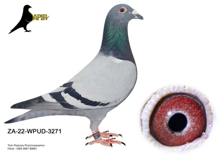 Lot 42 SAPIR AUCTION 1-KM HOKKE-ZA 22 WPUD 3271 BBAR – SIRE: 06922 ZA 15 . BRED BY FERDIE ...