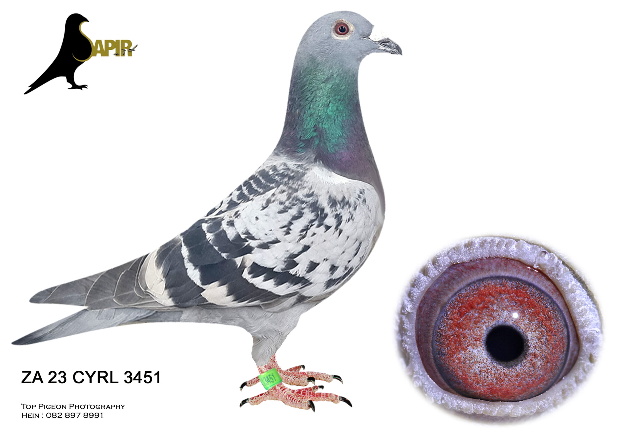 .LOT 6 VIP SUNDAY -ZA 23 CYRL 3451 CH – BRED BY BENEKE LOFTS—-10TH ...