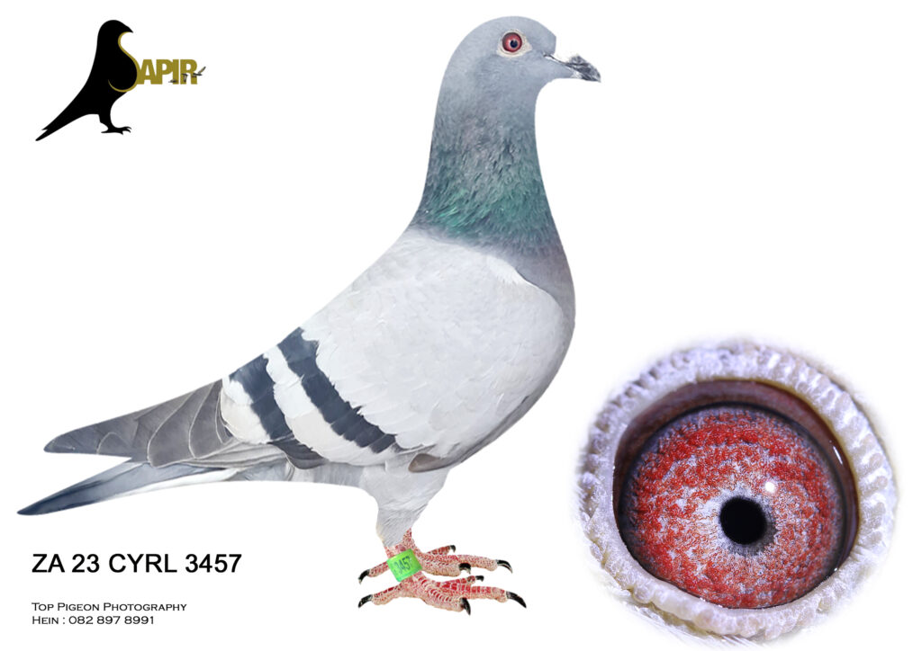 Lot 46 SAPIR AUCTION 1-DIRK GROBLER(BRED BY BENEKE LOFTS)-ZA 23 CYRL 3457 BBAR –12TH GRAND ...