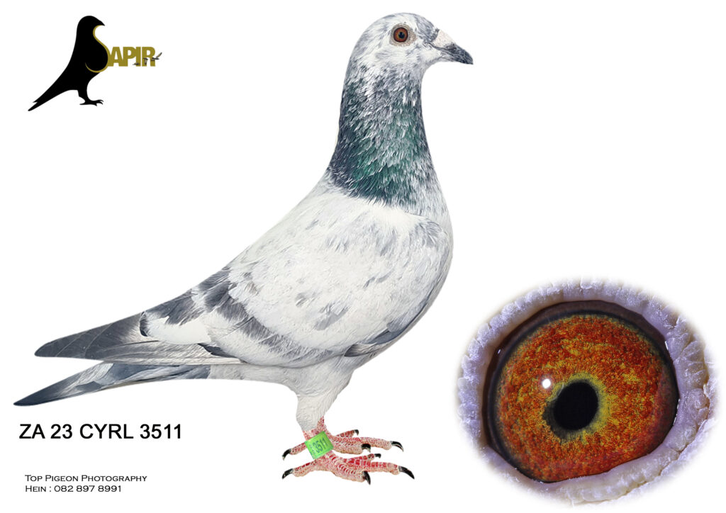 Lot 93 SAPIR AUCTION 1-KALAHARI LEON(BRED BY BENEKE LOFTS)-ZA 23 CYRL 3511 GRIZZLE ——SIRE: ZA 20 ...