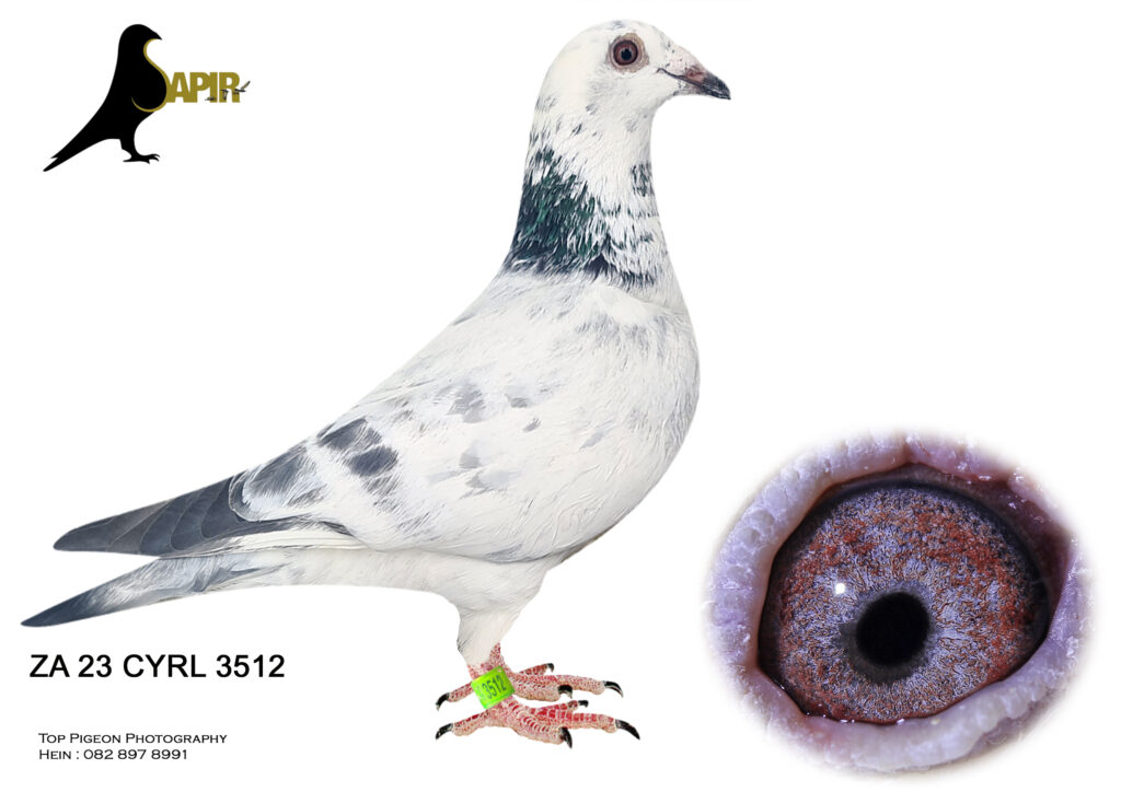 Lot 39 SAPIR AUCTION 1-IGNIS FIRE(BRED BY BENEKE LOFTS)-ZA 23 CYRL 3512 GRIZZLE – 24TH FINAL ...