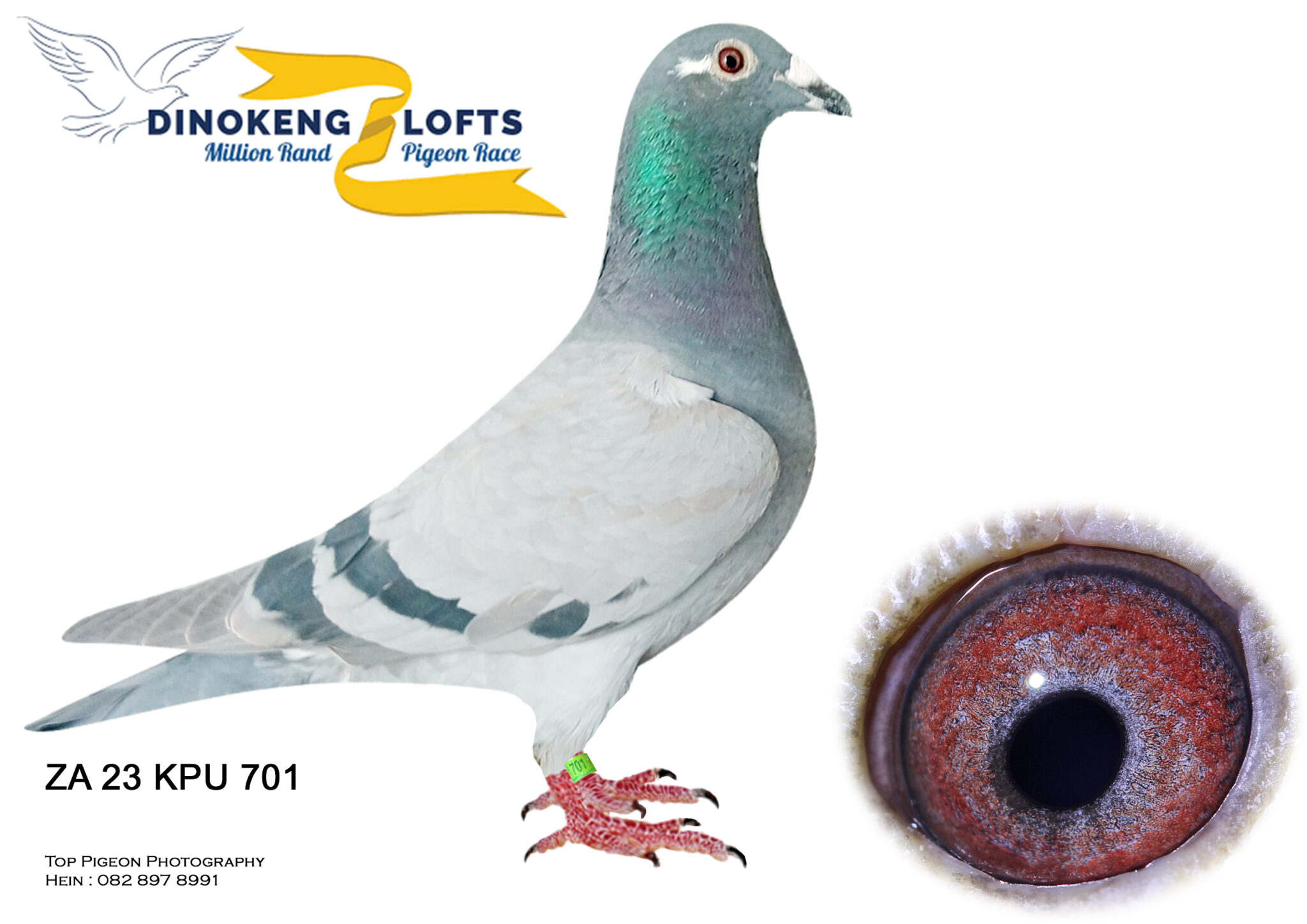 Lot 60 DINOKENG LOFTS AUCTION 2-DIE PAINTERS-ZA KPU 23 701 “SUPERSKY”—–9TH RACE 6—- This cock is ...