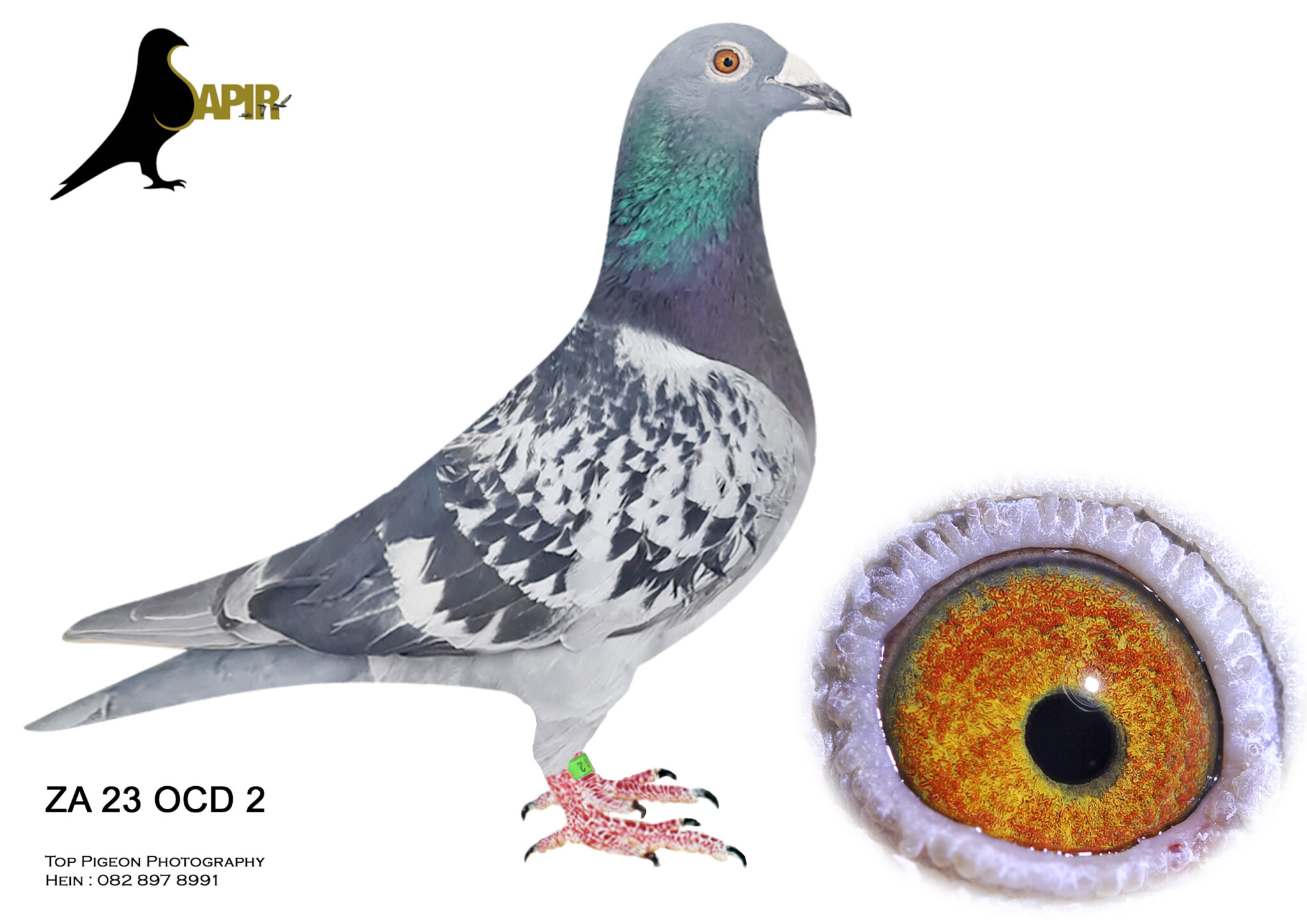 Lot 75 SAPIR AUCTION 1-NICO JANSEN(BRED BY OCD LOFTS)-ZA 23 OCD 2 CHECK – HOTSPOT 1 WINNER ...