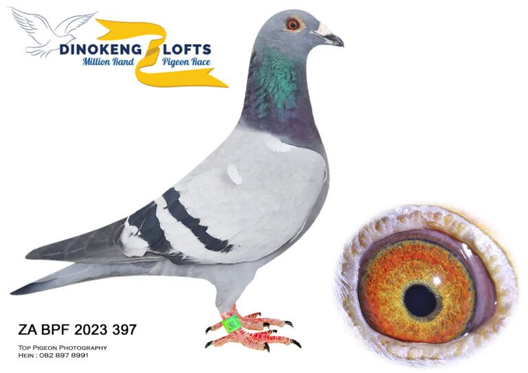 Lot 52 DINOKENG LOFTS AUCTION 2-TSUNAMI LOFTS/JJJ VD LINDE & RAM-ZA BPF 23 397 – SIRE: ZA 18 ...