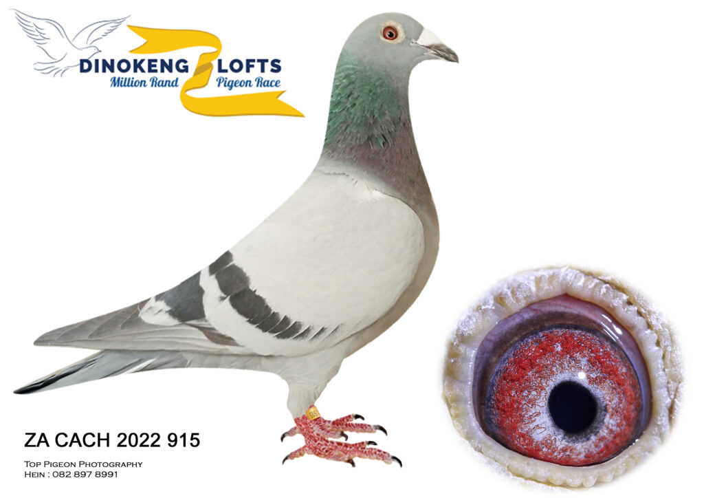 .Lot 7 DINOKENG LOFTS AUCTION 2-CACHALIA BROS-ZA CACH 2022 915 – NO PEDIGREE!!
