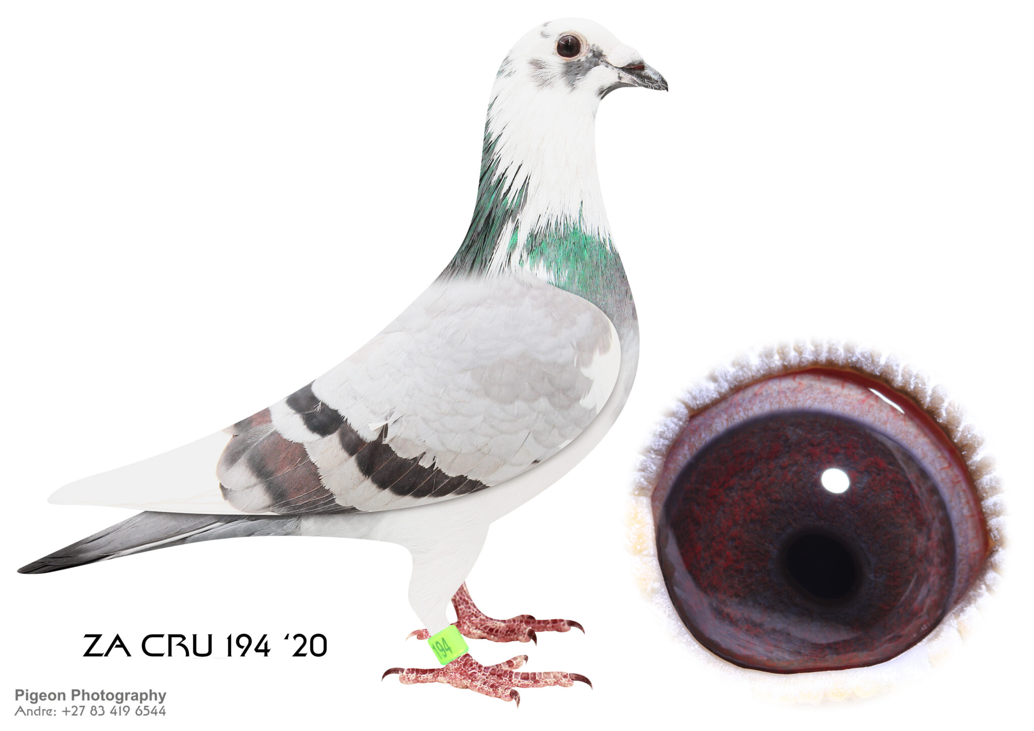 LOT 10 FERDIE COETZER – ZA 23 CRU 194 BBPD – The perfect one . ZA 23 CRU 194 conforms to all the ...