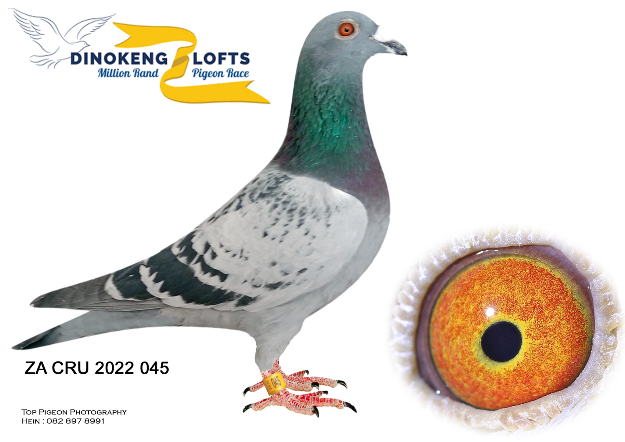 .LOT 5 R500 BARGAIN BOX – -ZA CRU 22 045 —VENTERSBURG EQUAL WINNER , BLOEMFONTEIN EQUAL WINNER ...