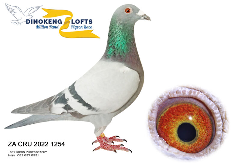 Lot 17 DINOKENG LOFTS AUCTION 2-FERDIE COETZER-ZA CRU 22 1254 – SIRE: 5711 VNRF 11 ZA . Alias ...