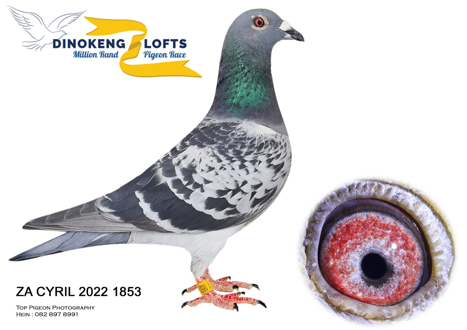 Lot 42 DINOKENG LOFTS AUCTION 2-PHALA PHALA LOFTS TEAM 1-ZA CYRIL 22 1853 – NO PEDIGREE!!