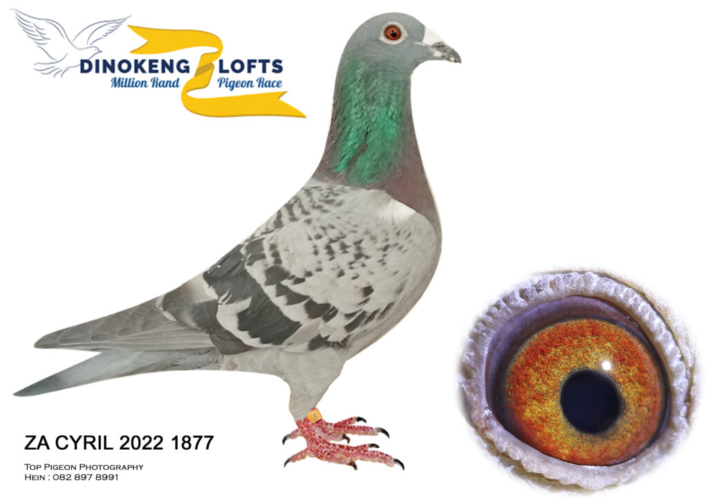 Lot 15 DINOKENG LOFTS AUCTION 2-PHALA PHALA LOFTS TEAM 2-ZA CYRIL 22 1877 – EQUAL WINNER ...