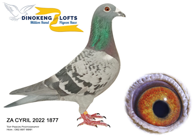 Lot 15 DINOKENG LOFTS AUCTION 2-PHALA PHALA LOFTS TEAM 2-ZA CYRIL 22 1877 – EQUAL WINNER ...