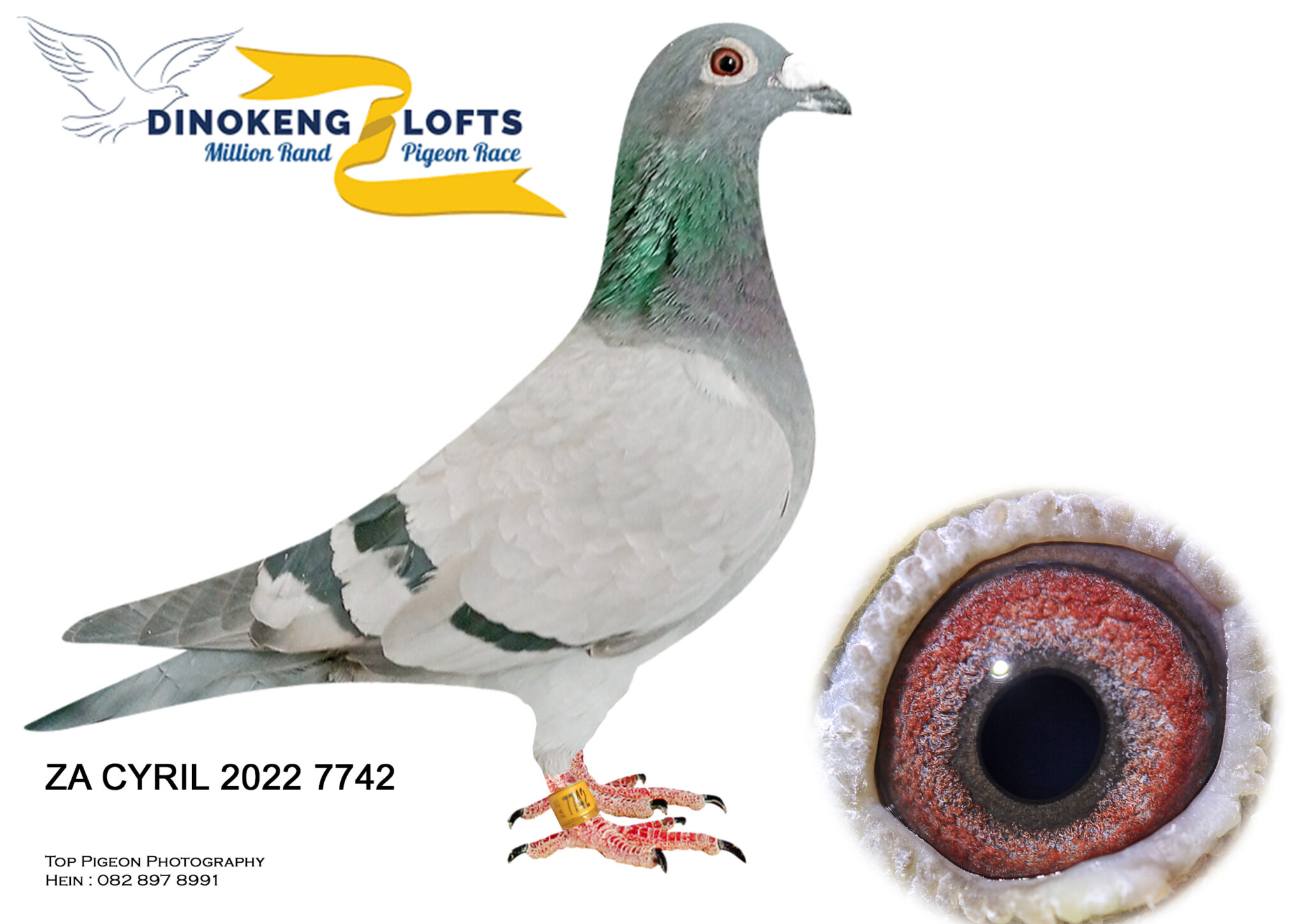 Lot 39 DINOKENG LOFTS AUCTION 2-MPN SYNDICATE-ZA CYRL 22 7742 – BRED BY CYRIL LEIBACH ——SIRE:ZA ...