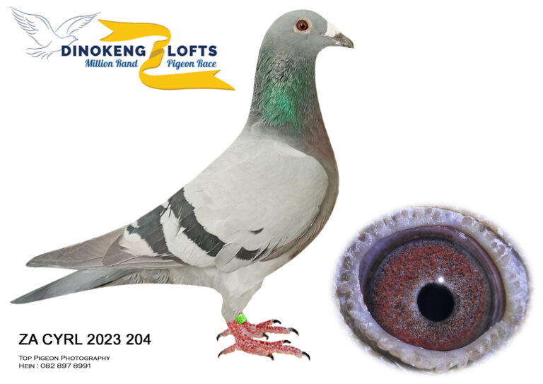 Lot 37 DINOKENG LOFTS AUCTION 2-LEN KNOETZE LOFTS-ZA CYRL 23 204 – SIRE: 10116 ZA SLIM 18 ‘Luke ...