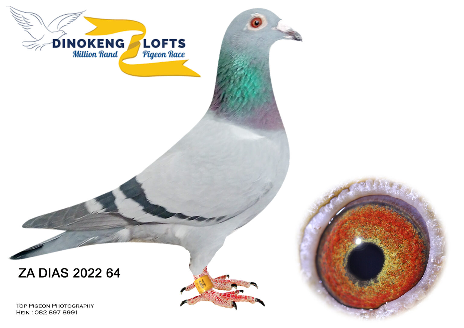 Lot 54 DINOKENG LOFTS AUCTION 2-WEBSTER LOFTS-ZA DIAS 22 64 —-SIRE:544 -20 -DIAS “Full-Welfen ...