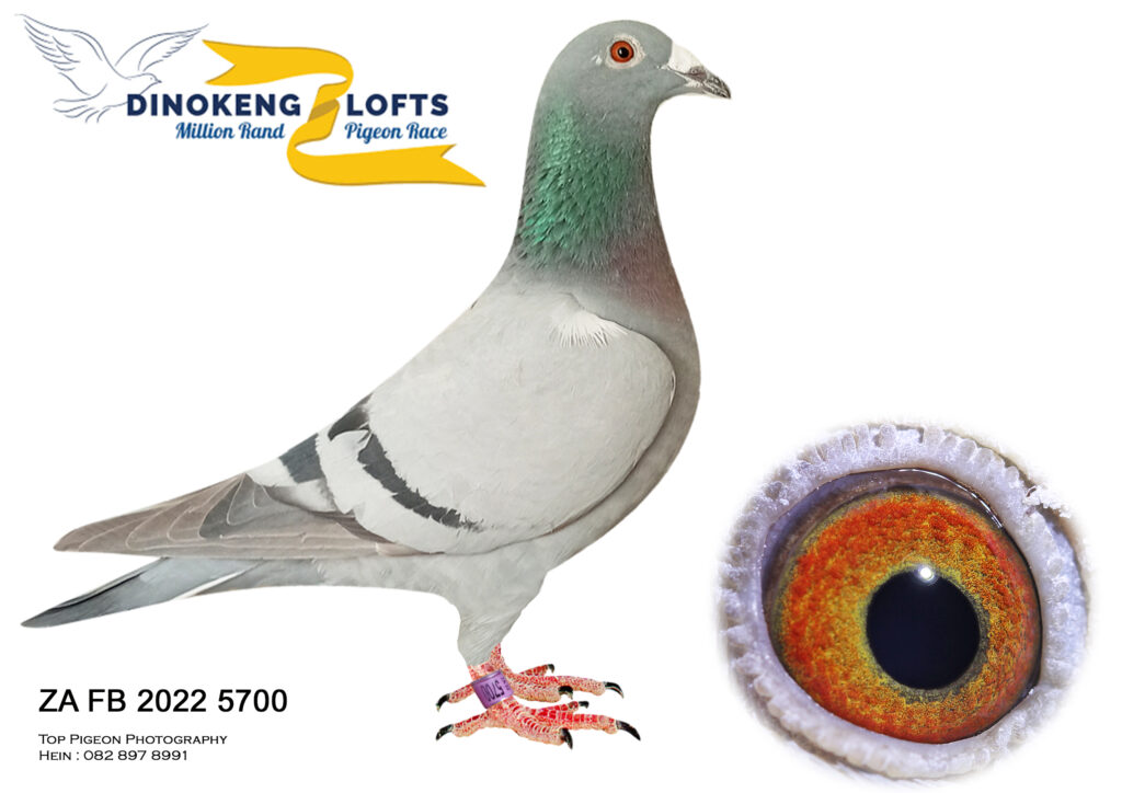 Lot 47 DINOKENG LOFTS AUCTION 2-TEAM TRIPLE J A-ZA FB 22 5700 -BRED BY JOHAN VD WALT —SIRE: ZA ...