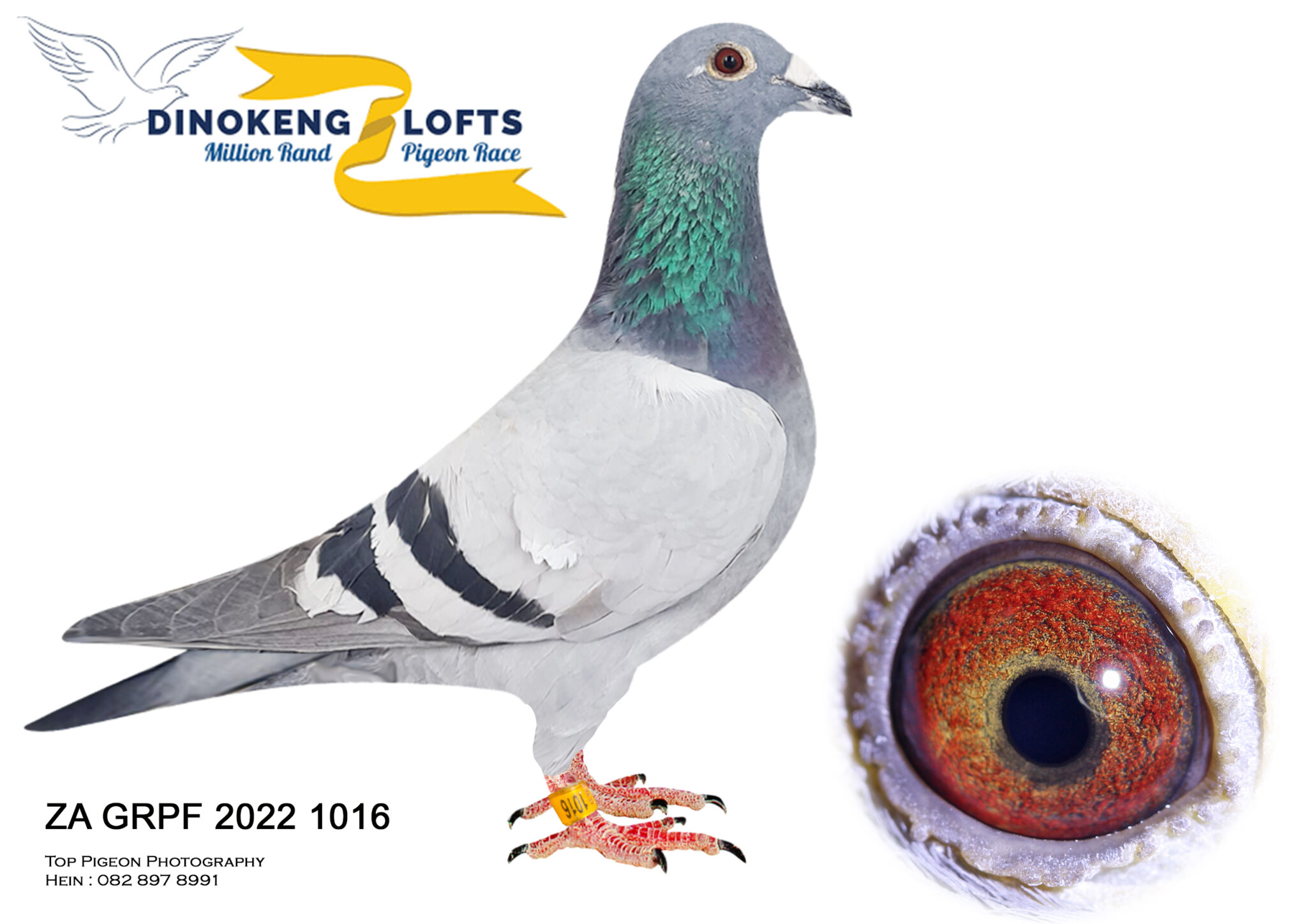 Lot 30 DINOKENG LOFTS AUCTION 2-KINGS & GYS LOUW TEAM 1 (PIGEON PALACE)-ZA GRPF 22 1016 “AQUA ...