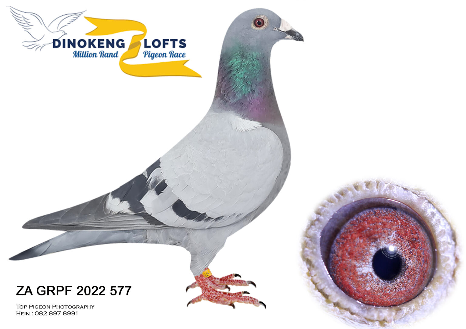 Lot 79 DINOKENG LOFTS AUCTION 2-KINGS & GYS LOUW(PIGEON PALACE)-ZA GRPF 22 577 BBAR “ARTAX ...