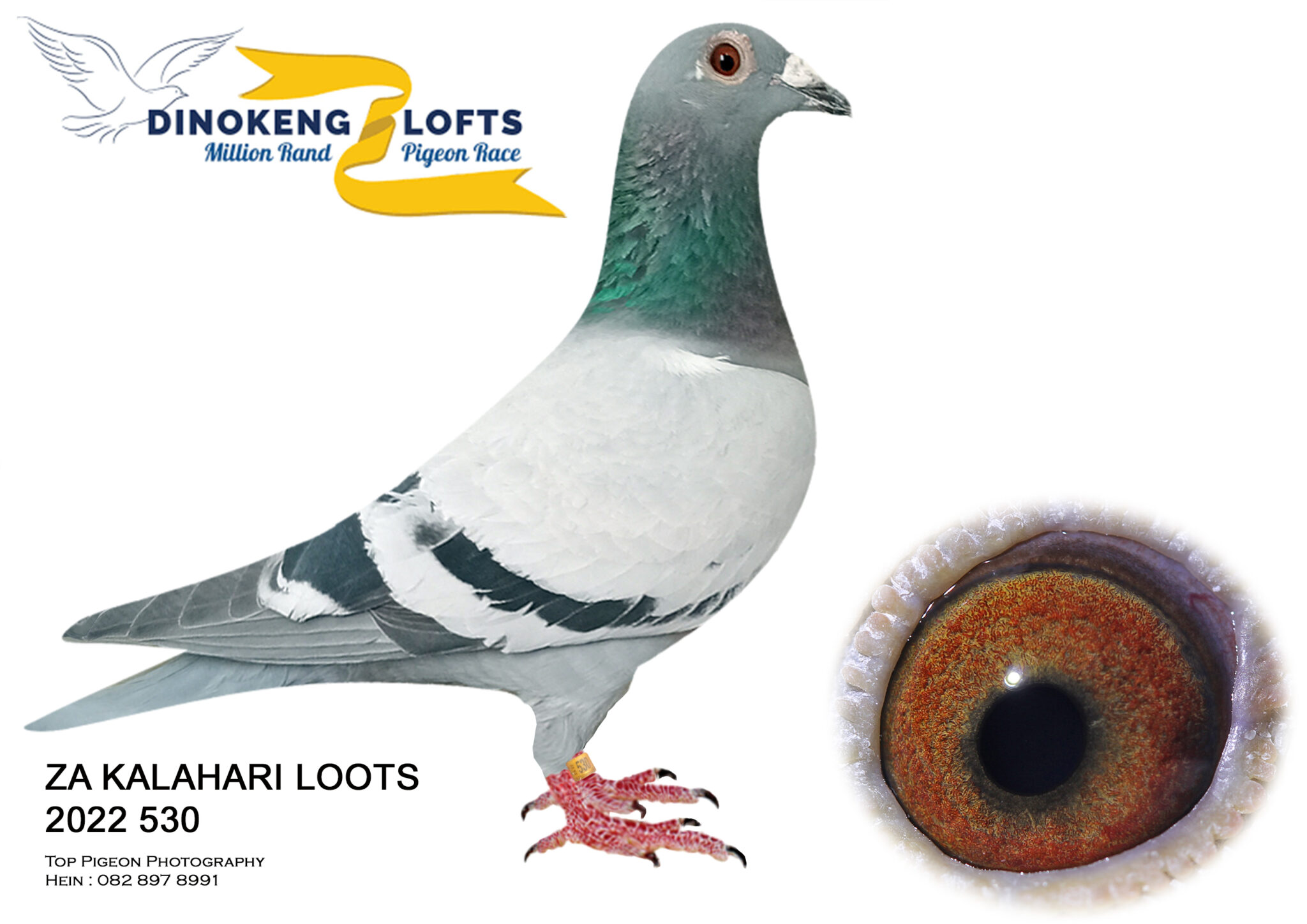 Lot 29 DINOKENG LOFTS AUCTION 2-KALAHARI LOOTS TEAM 1-ZA KALAHARI LOOTS 22 530 “BUTTERMILK ...