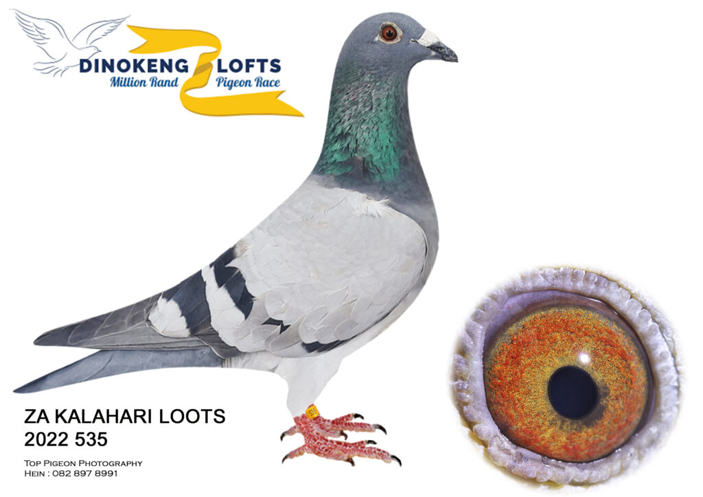 Lot 77 DINOKENG LOFTS AUCTION 2-KALAHARI LOOTS TEAM 1-ZA KALAHARI LOOTS 22 535 BBAR -SIRE: Sire ...
