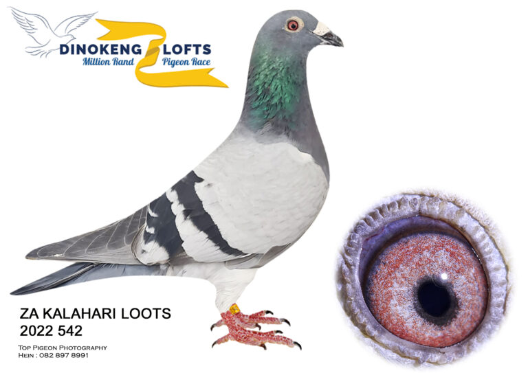 Lot 91 DINOKENG LOFTS AUCTION 2-KALAHARI LOOTS TEAM 1-ZA KALAHARI LOOTS 22 542 BBAR -Sire: ZA ...