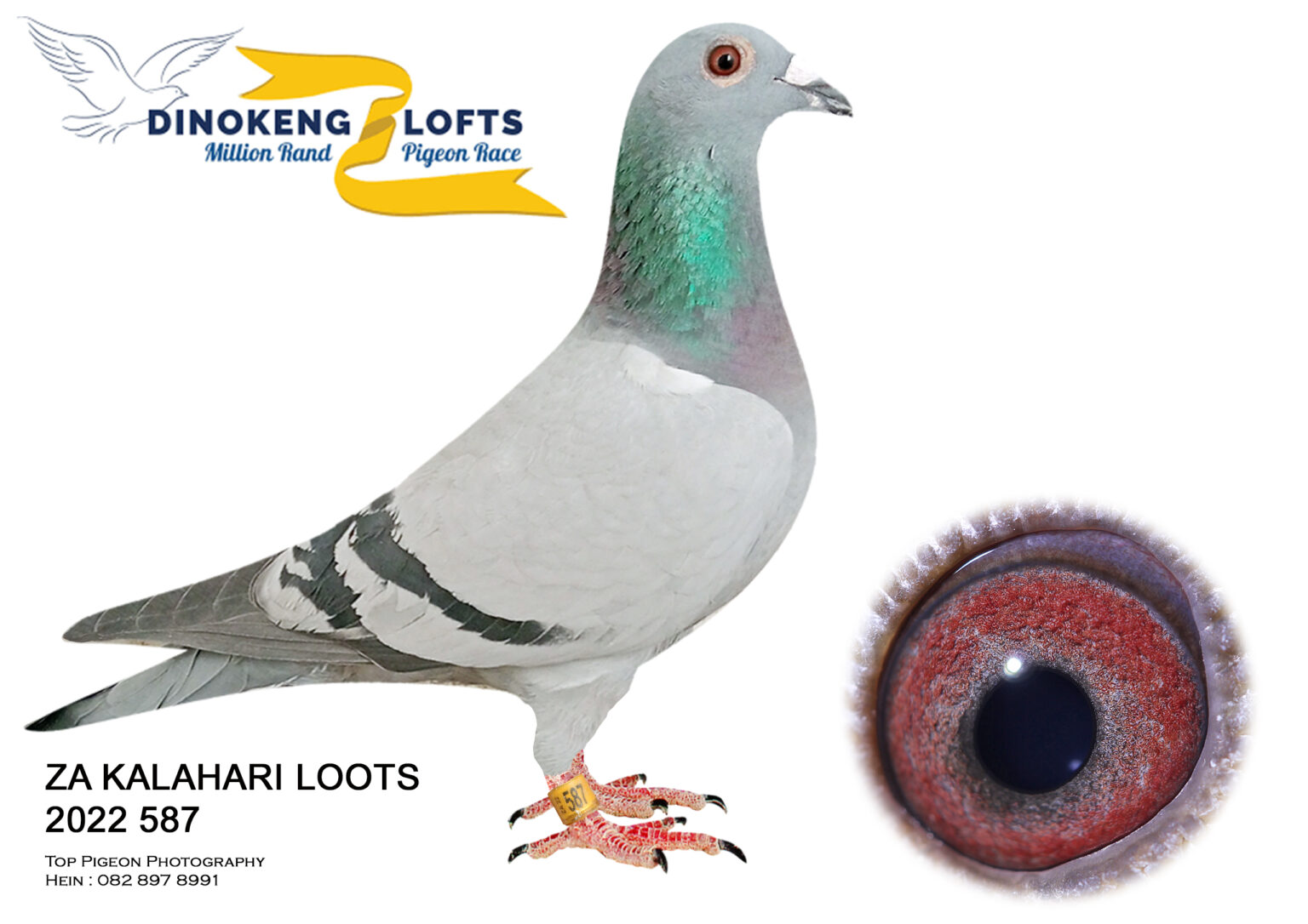 Lot 98 KALAHARI LOOTS TEAM 1-ZA KALAHARI LOOTS 22 587 – Sire: ZA 164811 ...