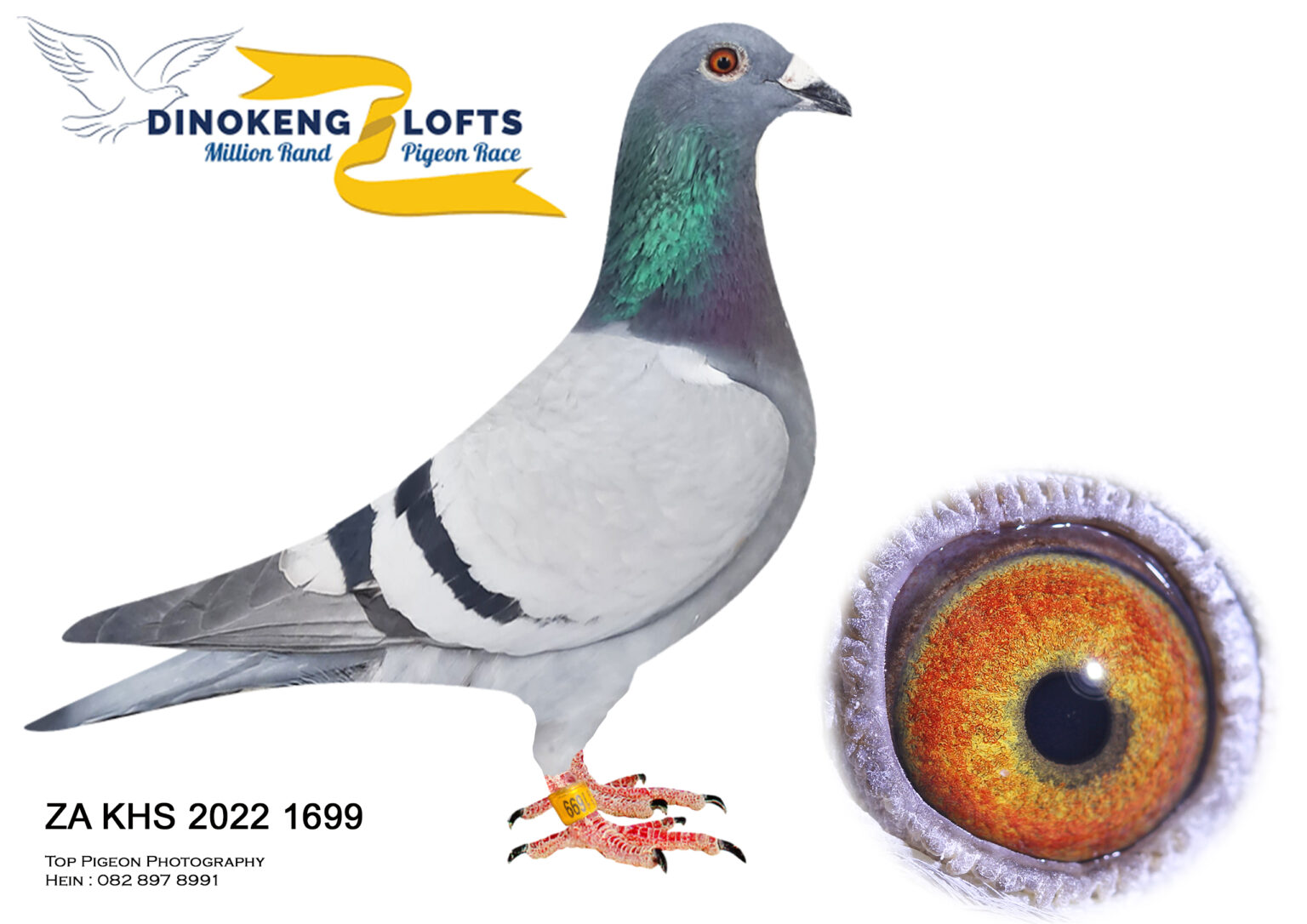 Lot 26 DINOKENG LOFTS AUCTION 2-JB & KIE-ZA KHS 22 1699 bbar – SIRE: ZA 20 378934 . INBRED DE ...