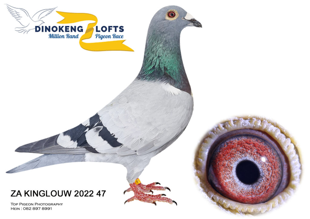 Lot 27 DINOKENG LOFTS AUCTION 2-KINGS & GYS LOUW TEAM 2(PIGEON PALACE)-ZA KING/LOUW 22 47 BBAR ...