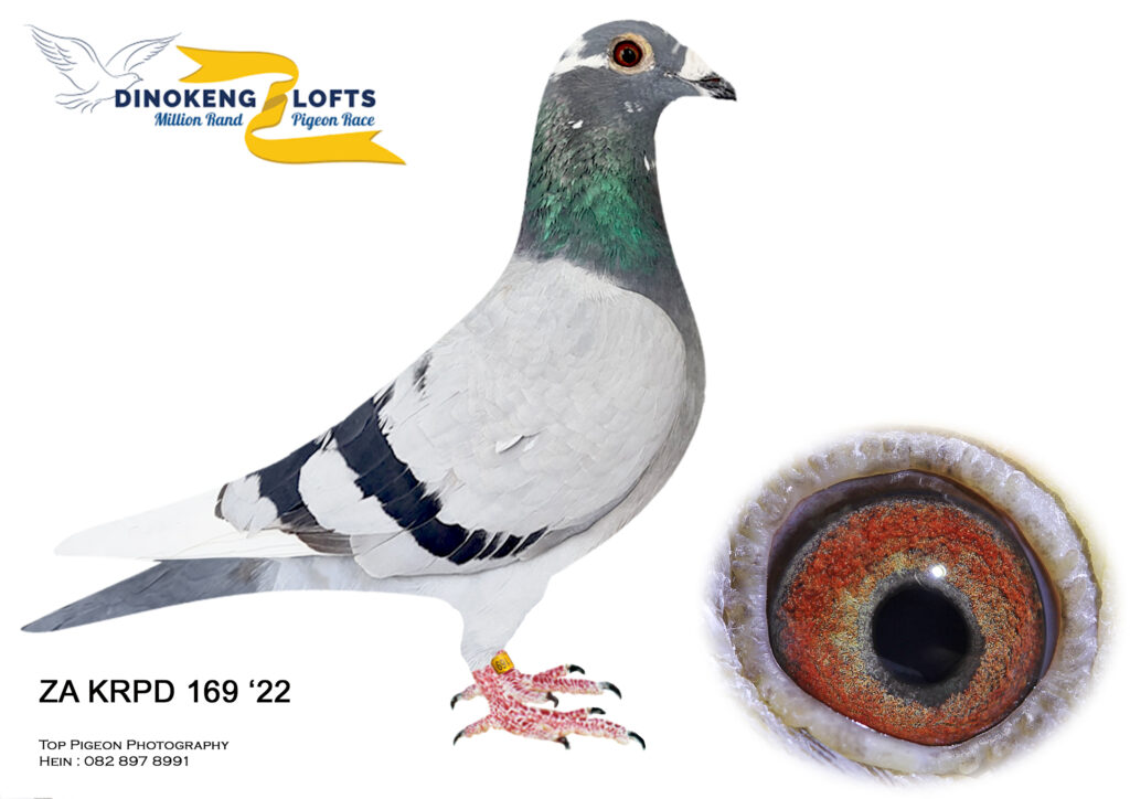 Lot 57 Dinokeng Auction 3-THE SKY TEAM-ZA KRPD 22 169(NO PEDIGREE)