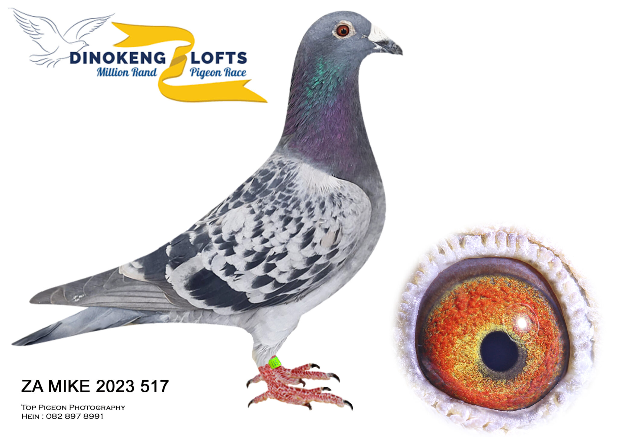 Lot 61 DINOKENG LOFTS AUCTION 2-BOSVELDERS-ZA MIKE 23 517 CH – NO PEDIGREE!!!