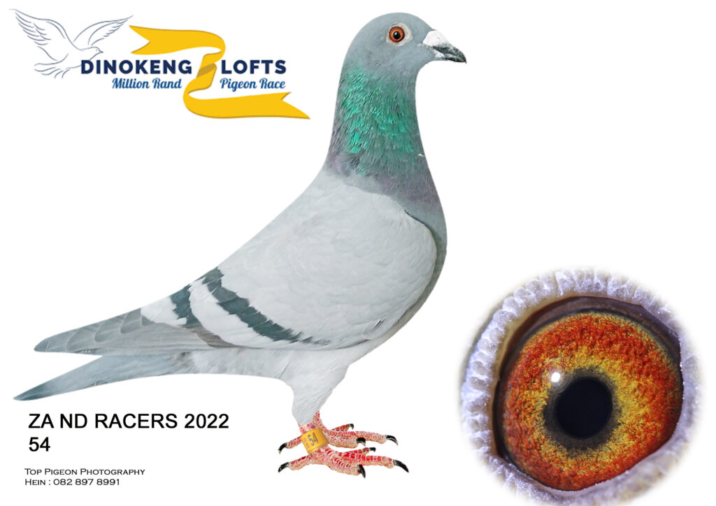 LOT 11 R500 BARGAIN BOX – -ZA PWF 22 18864 -BRED BY CHRIS WHEELER- NO PEDIGREE!!