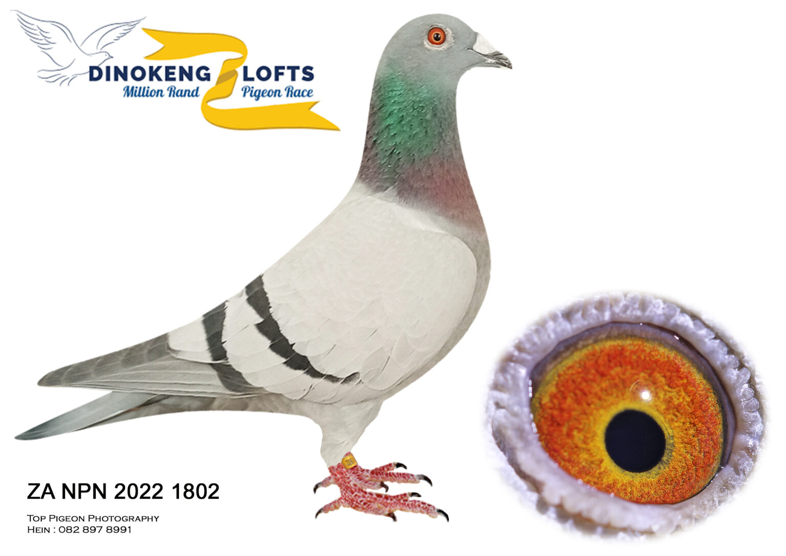 Lot 73 DINOKENG LOFTS AUCTION 2-INTER PROVINCIAL QAURTET-ZA NPN 22 1802 bbar – SIRE:21 NKDPK ...