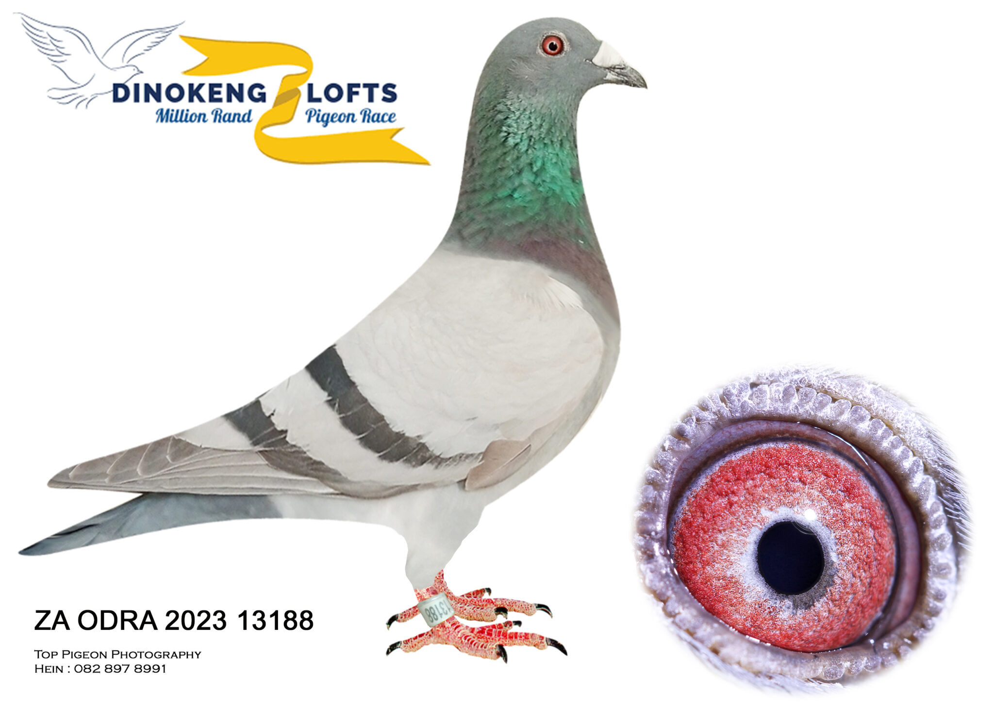 Lot 72 DINOKENG LOFTS AUCTION 2-GREYLING LOUW-ZA ODRA 23 13188 -SIRE:ZA 19 175753 . GASTON VAN ...