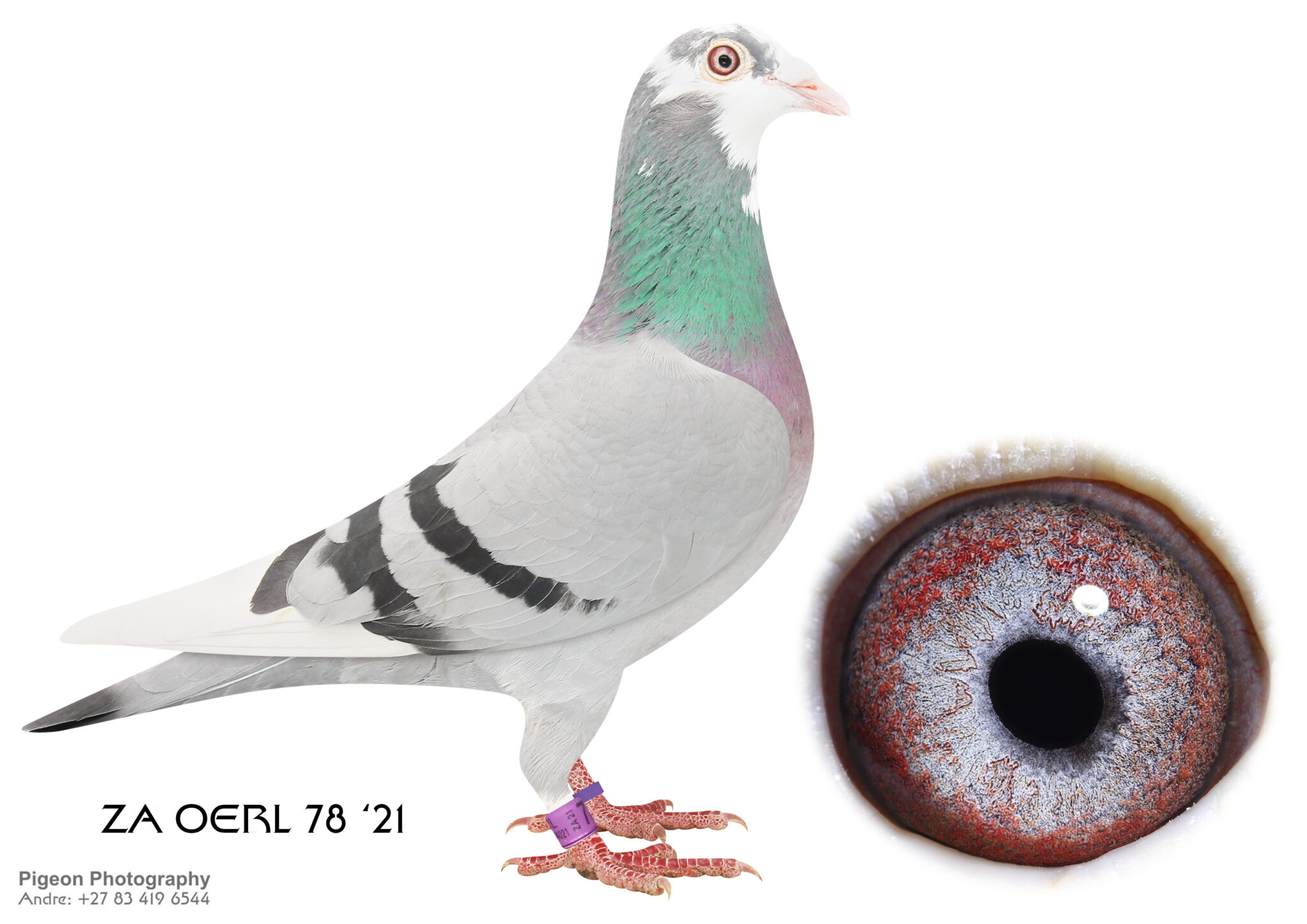 .LOT 1 FERDIE COETZER – ZA 21 OERL 78 BBPD – Super handling Vandenabeele hen . Granddaughter to ...