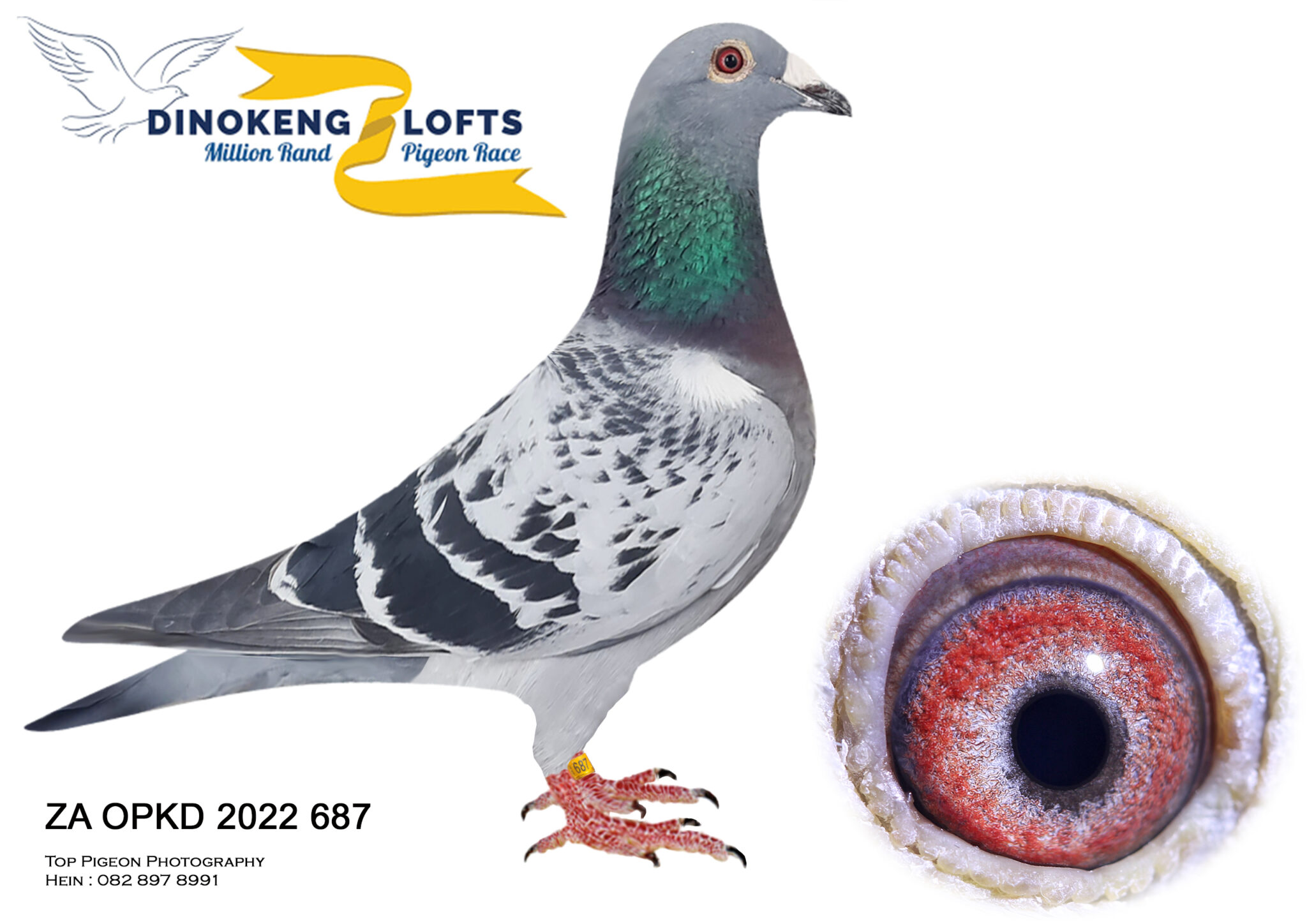 Lot 36 DINOKENG LOFTS AUCTION 2-LEE BLUEMMERS ZA OPKD 22 687 CH – VENTERSBURG EQUAL WINNER ...