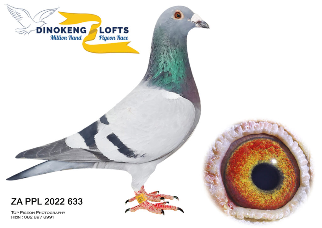 Lot 57 DINOKENG LOFTS AUCTION 2-AJD PARTNERS-ZA PPL 22 633 – BRED BY JOHAN VD WALT – SIRE: ZA 19 ...