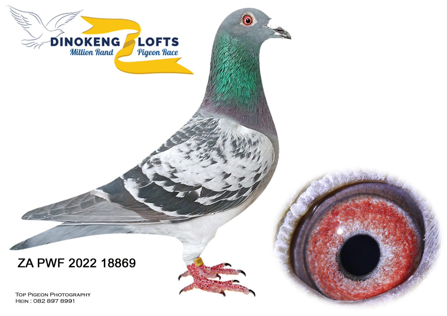 Lot 65 DINOKENG LOFTS AUCTION 2-CHRIS WHEELER-ZA PWF 22 18869 – NO PEDIGREE!!!