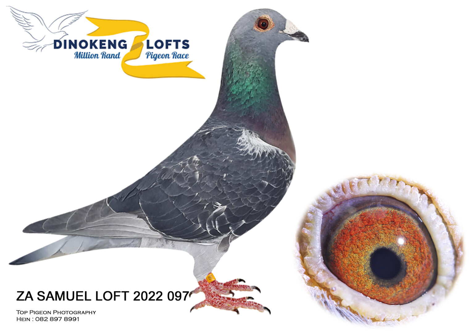 Lot 43 DINOKENG LOFTS AUCTION 2-SAMUEL LOFTS-ZA SAMUEL LOFTS 22 097 – Direct brother/sister to ...