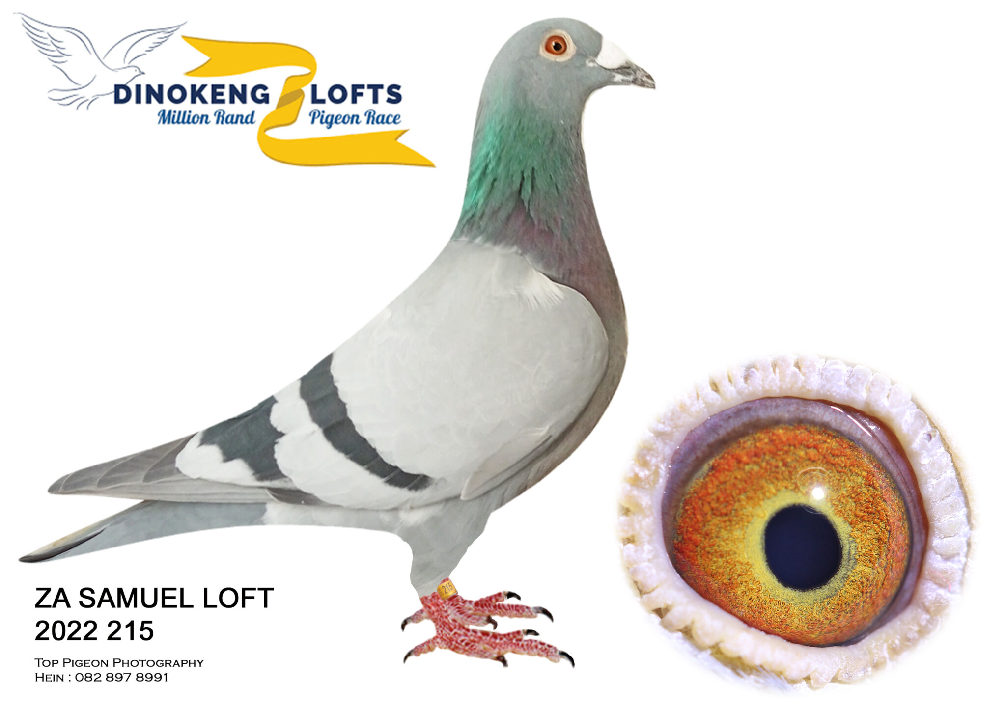 Lot 53 DINOKENG LOFTS AUCTION 2-UTHEMBAKELE FAMILY-ZA SAMUEL LOFTS 22 215 “LOVELY LADY” – Sire ...