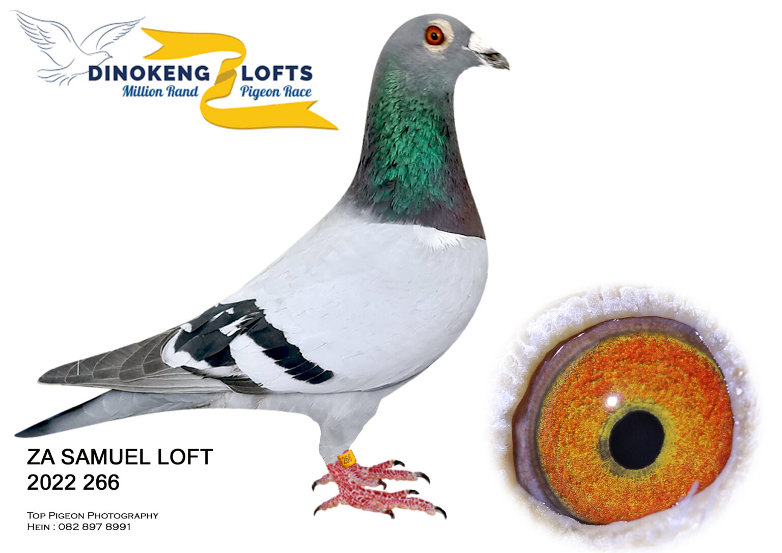 Lot 99 Dinokeng Auction 3-UTHEMBAKELE FAMILY-ZA SAMUEL LOFT 22 266 BBAR – SIRE: 2514 TRPF 21 ZA ...