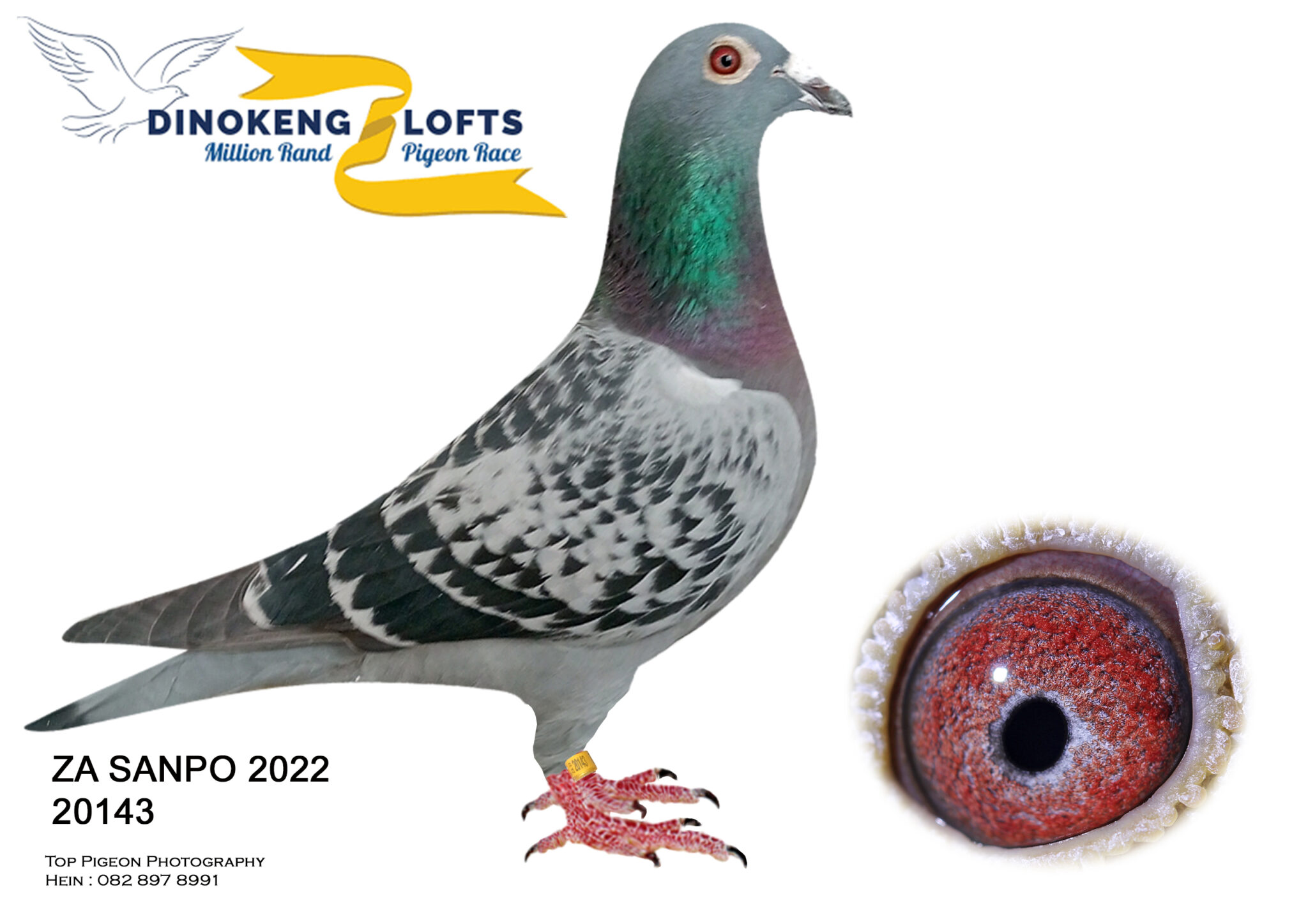 Lot 31 DINOKENG LOFTS AUCTION 2-KEI LOFTS-ZA SANPO 22 20143 “ATHENA” – SIRE: ZA 20 BORD 0043 ...