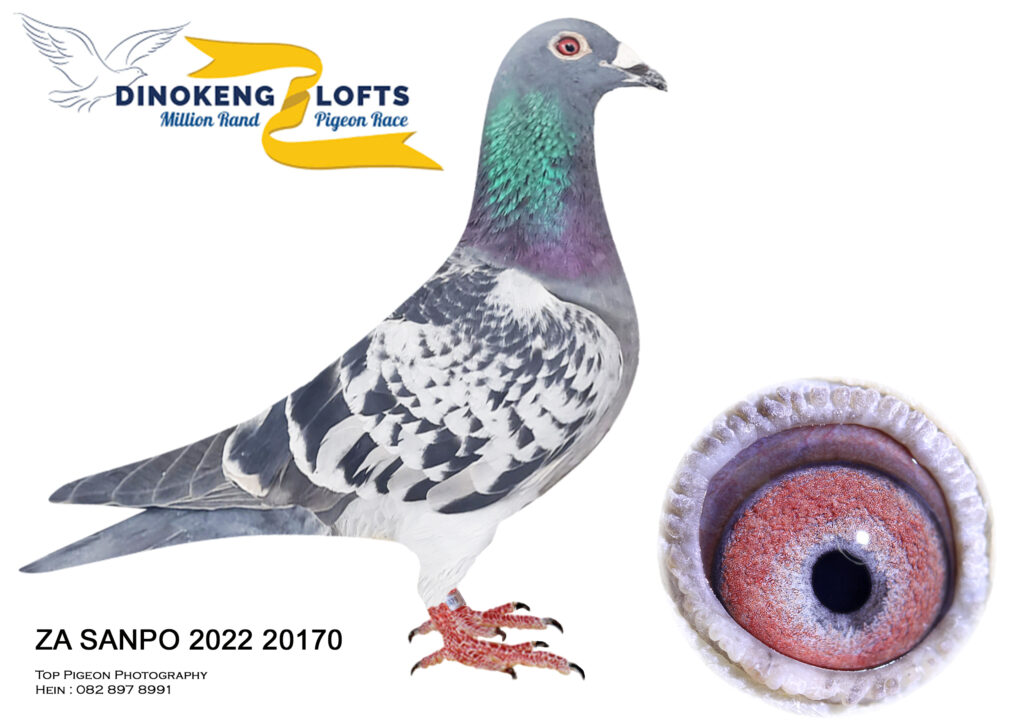 Lot 78 DINOKENG LOFTS AUCTION 2-KEI LOFTS-ZA SANPO 22 20170 CHECK – ZA 19 NOK 1633 “LEX ...