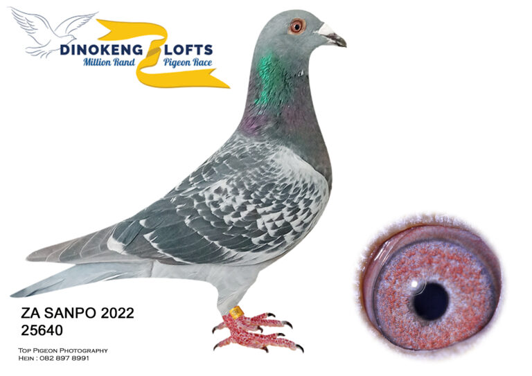 Lot 55 DINOKENG LOFTS AUCTION 2-WILLIE MUNNIK-ZA SANPO 25640 – SIRE: NBD 21 ZA 6446. Strain: VAN ...