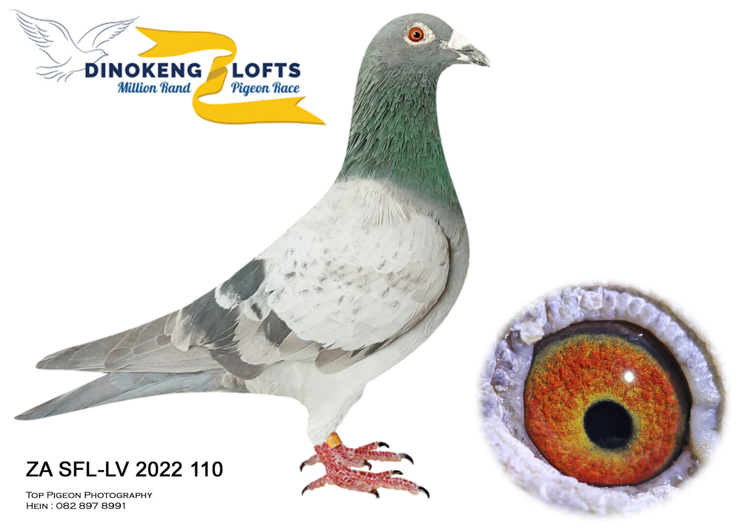 Lot 56 DINOKENG LOFTS AUCTION 2-WILSON H & VISSER L TEAM-ZA SFL LV 22 110 – 29TH BARZALONA RACE ...